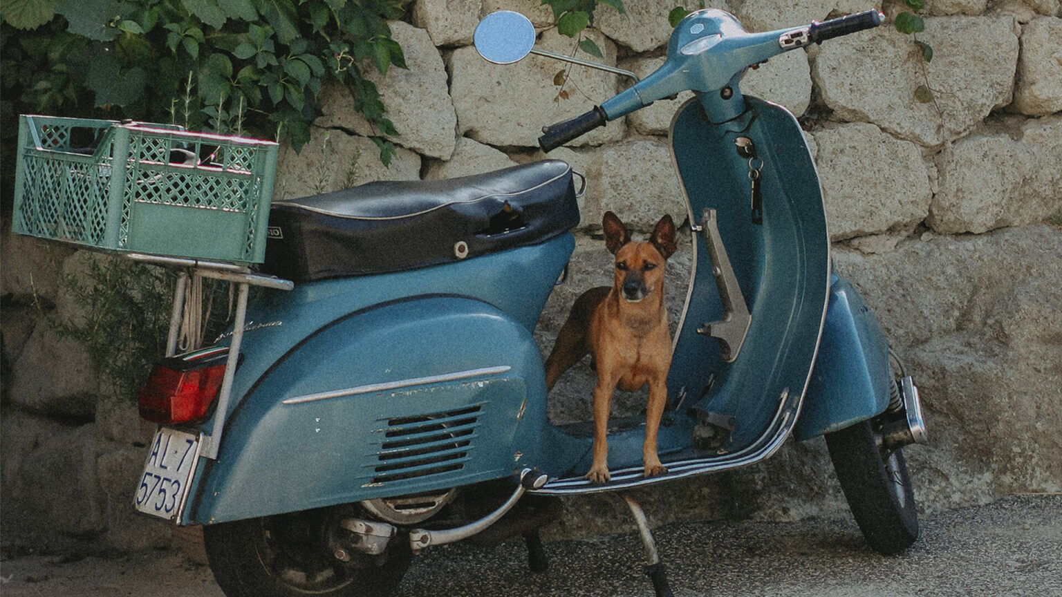 With four-legged friends on the Vespa - transporting dogs safely ...